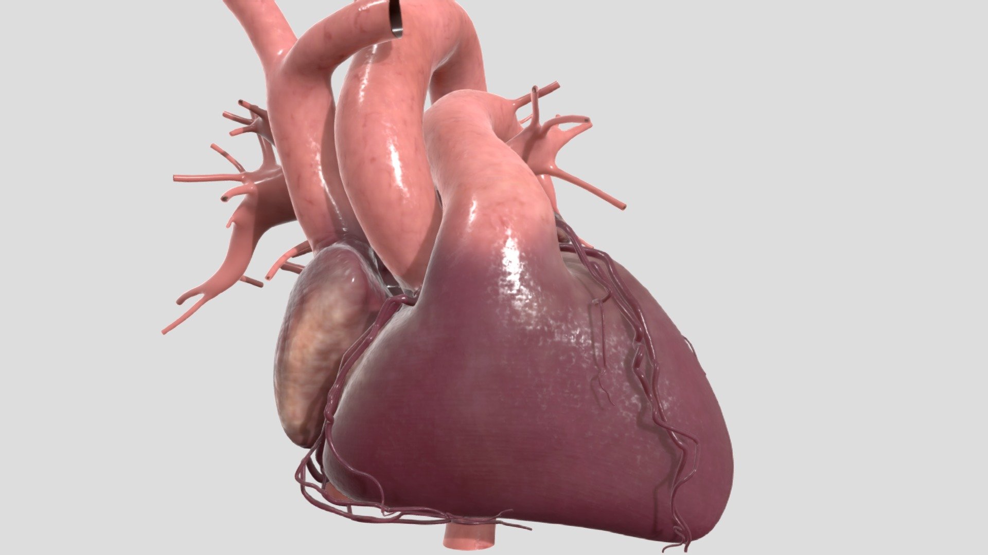 Heart (no fat) - 3D model by etchng [1796d9c] - Sketchfab