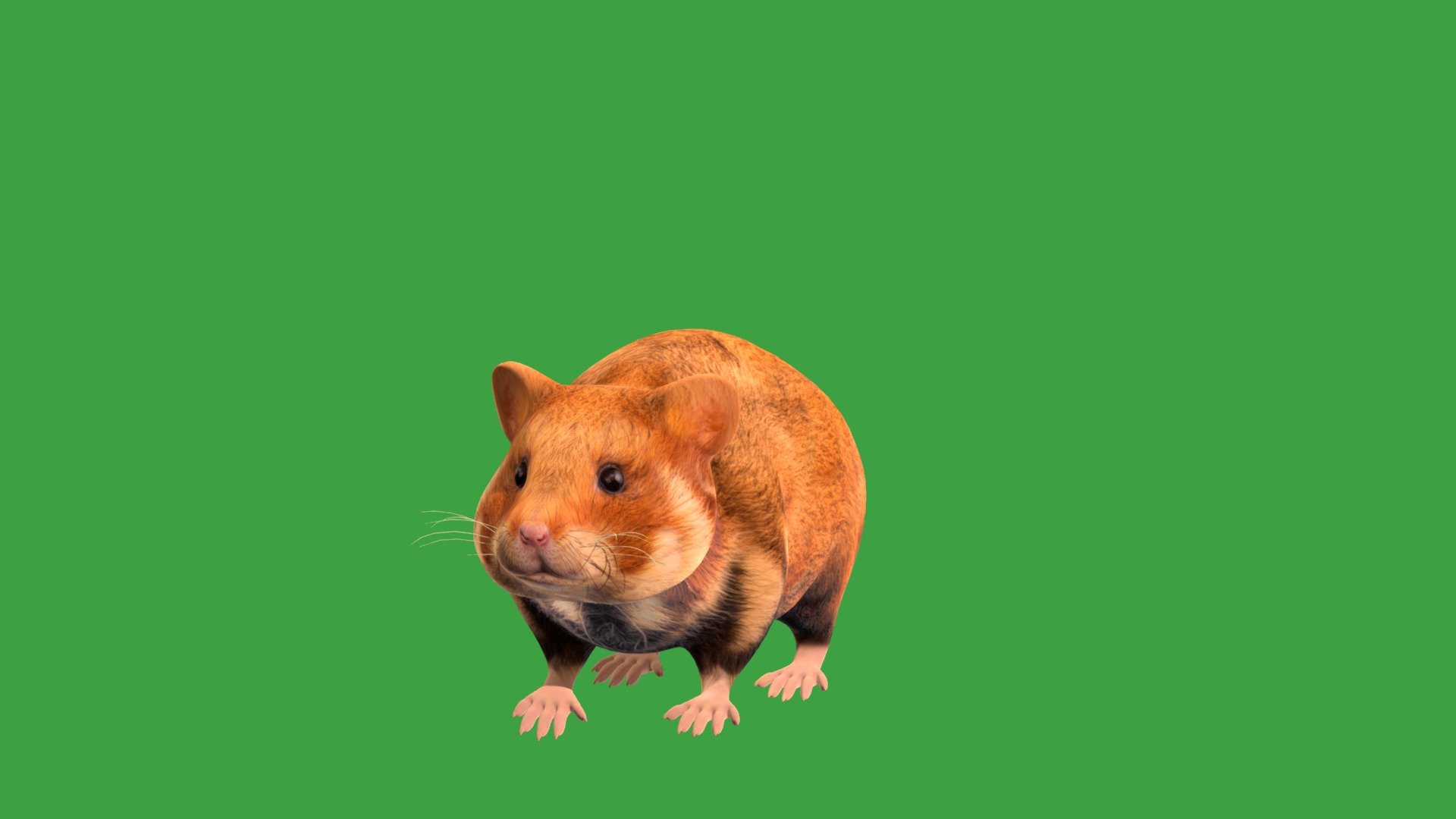 European Hamster - 3D model by Nyilonelycompany [179b439] - Sketchfab