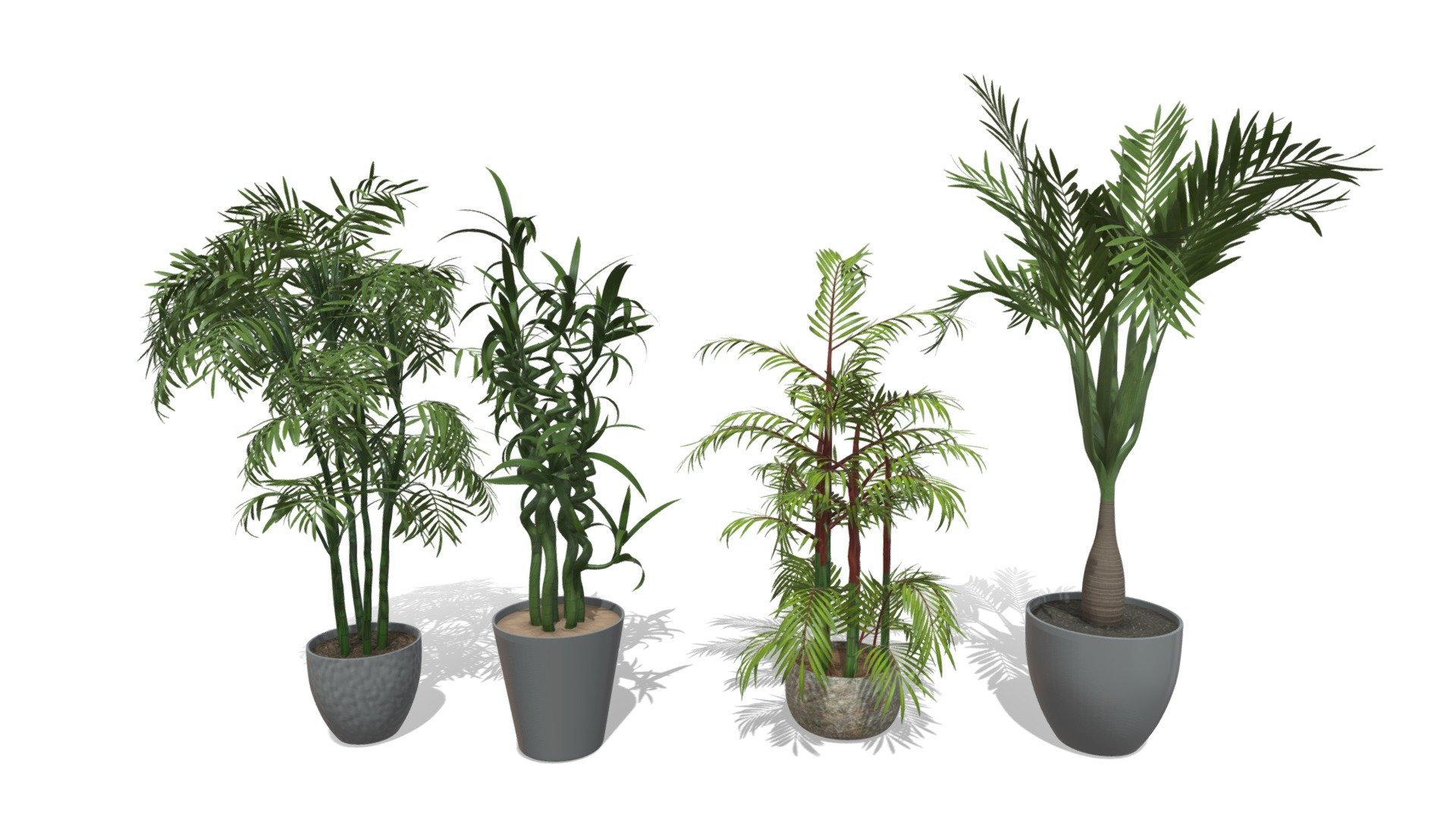 Indoor Palm Collection - Buy Royalty Free 3D model by hkhalif [179ffed ...