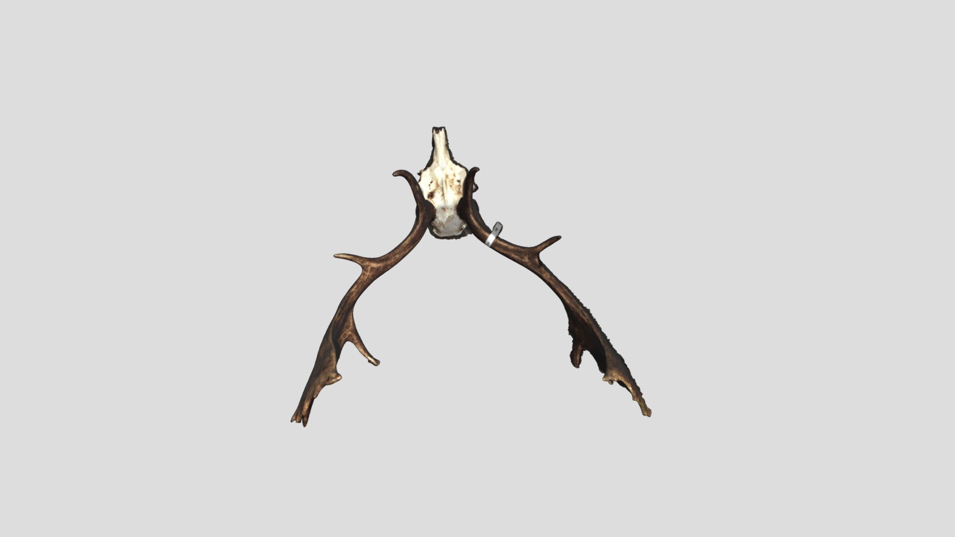 Deer Antlers - 3D model by stulboro [17a355f] - Sketchfab
