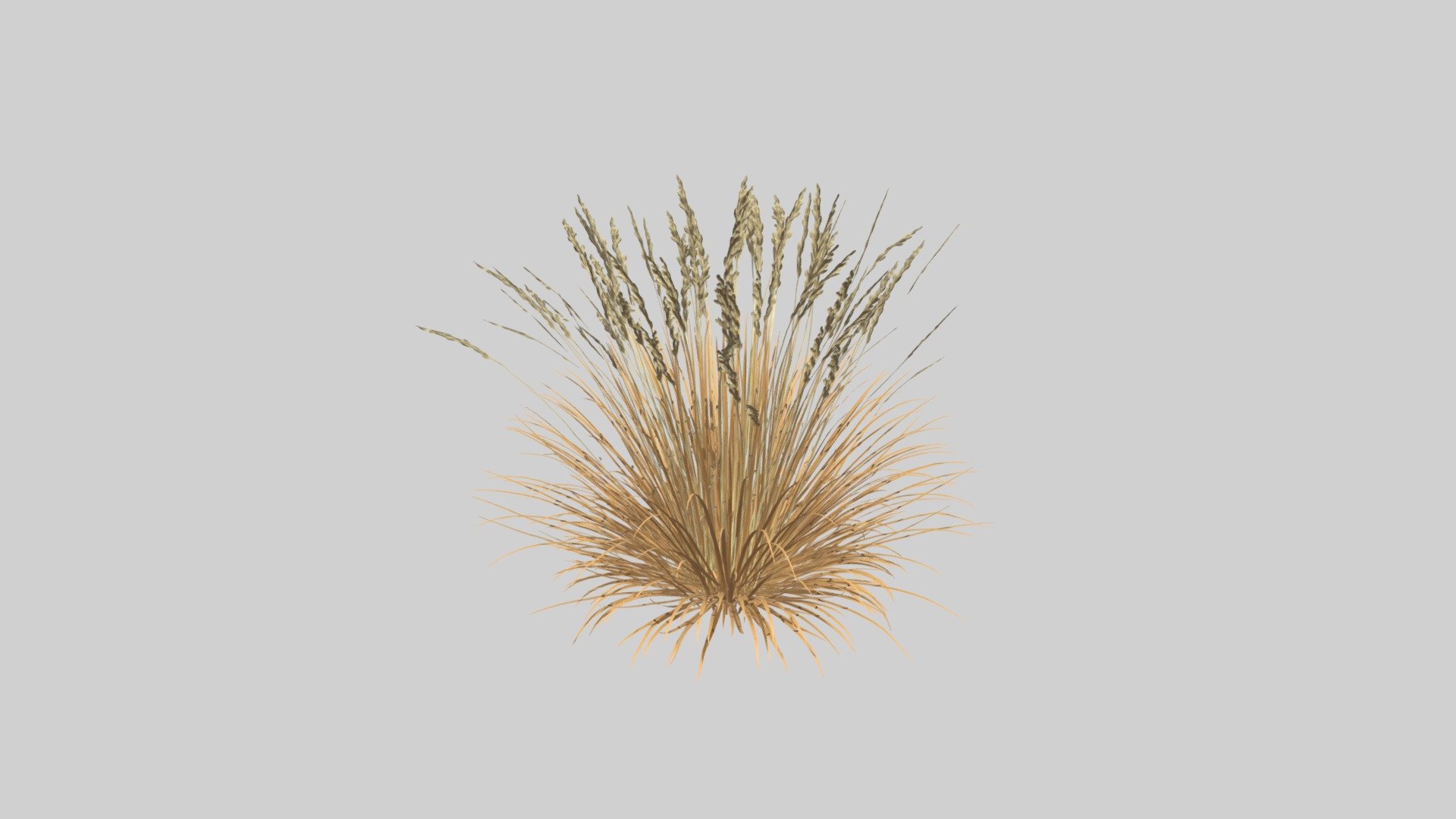 Fall Blue Fescue Grass - Buy Royalty Free 3D model by hkhalif [17a68c8 ...