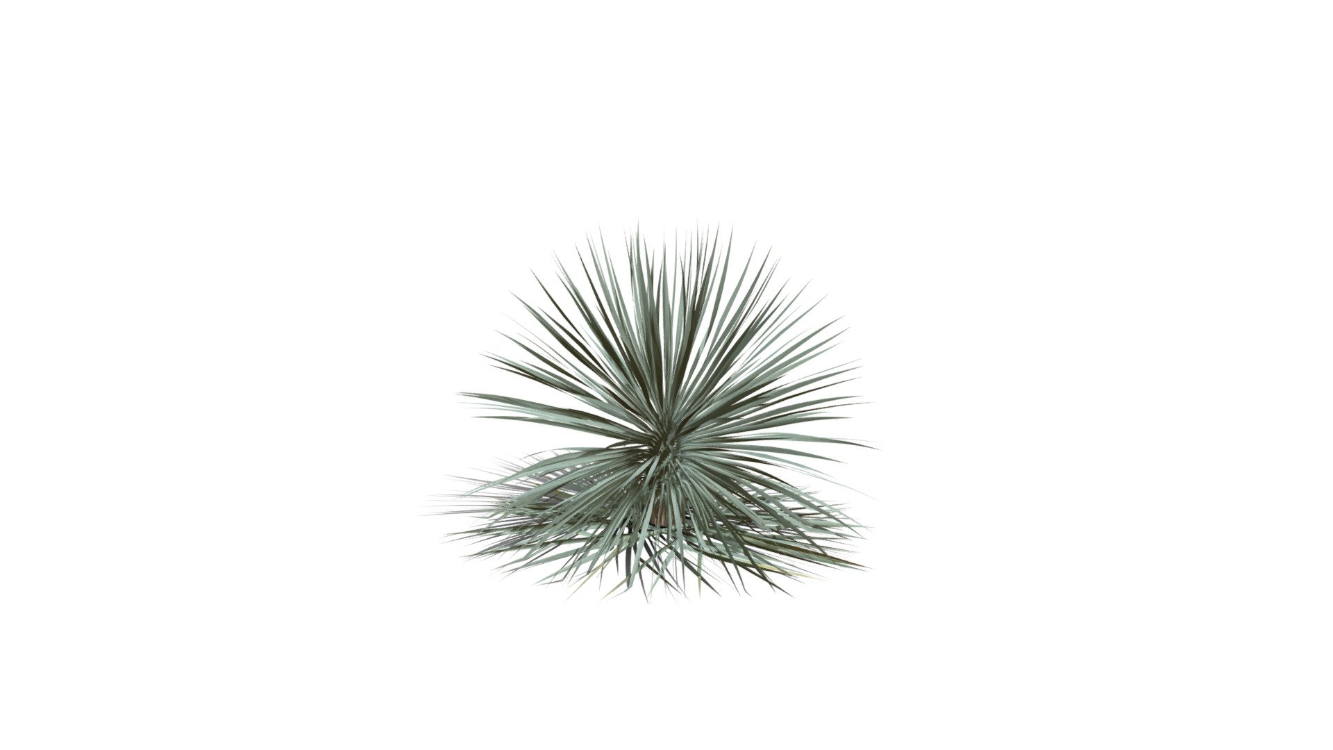 Realistic HD Beaked yucca (16/30) - Download Free 3D model by ...