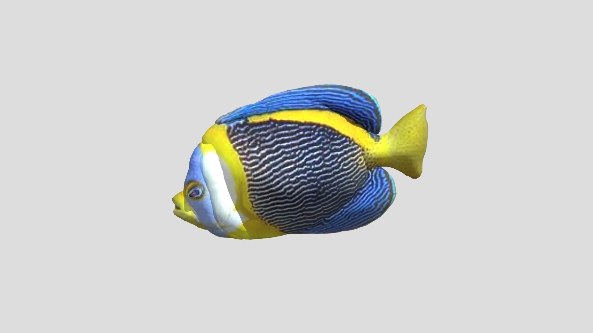 FISH - Download Free 3D model by tinakuo0614 [17af8ea] - Sketchfab