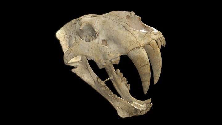 Smilodon 3d Models Sketchfab
