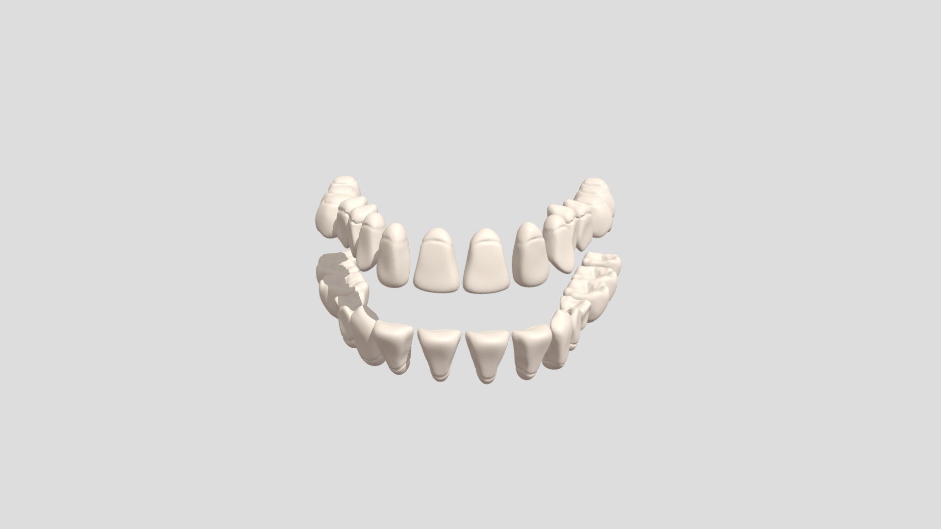 Human Teeth Anatomy - 3D model by artbymaryjo [17b473a] - Sketchfab