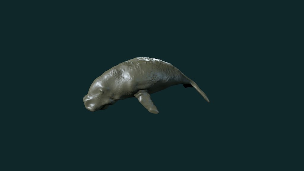 Dugong (Sea Cow) - Download Free 3D model by Ian Christopher ...