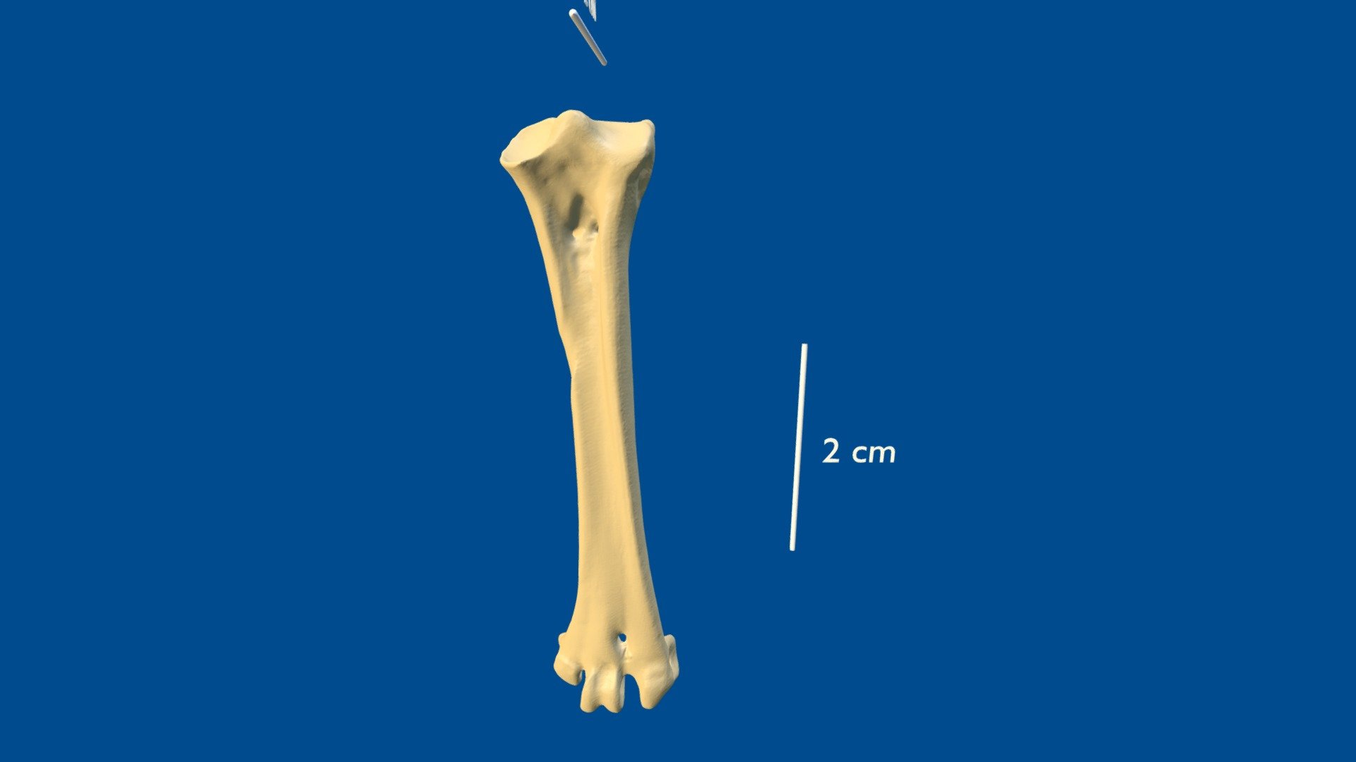 Mystery bird bone - 3D model by nzfauna [17c7e25] - Sketchfab