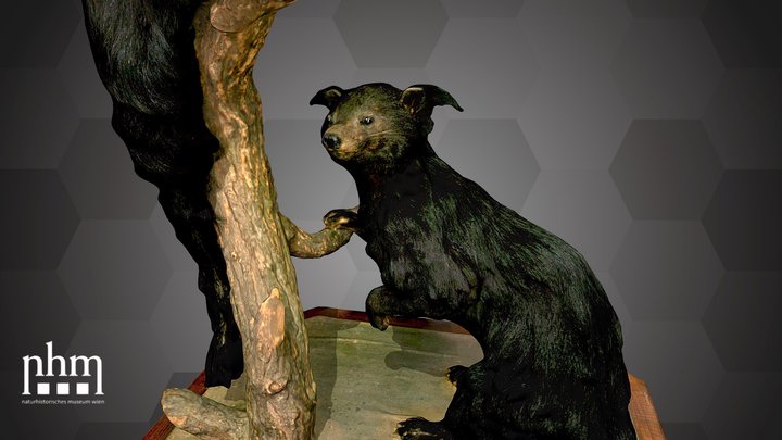 Bearcat 3D models - Sketchfab