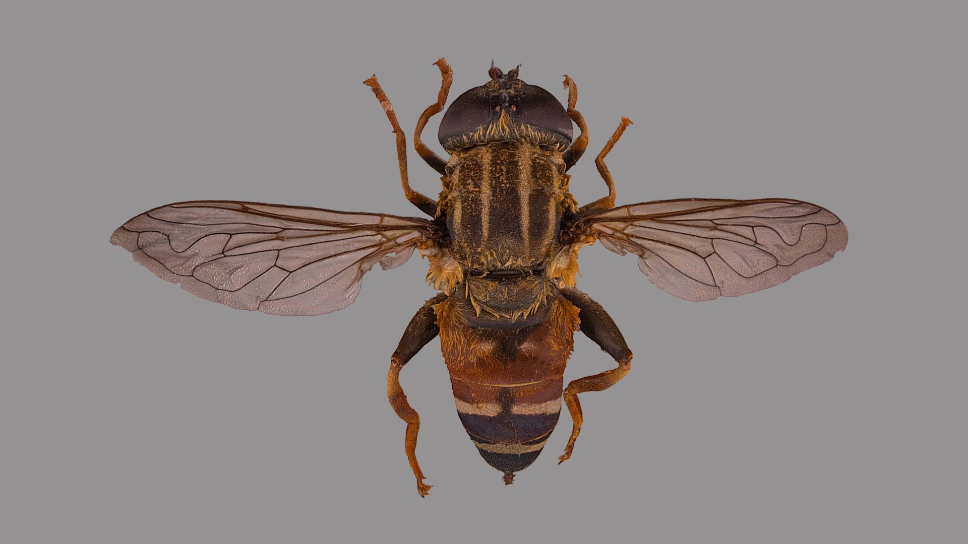 Merodon avidus - 3D model by VirNat [17d1215] - Sketchfab