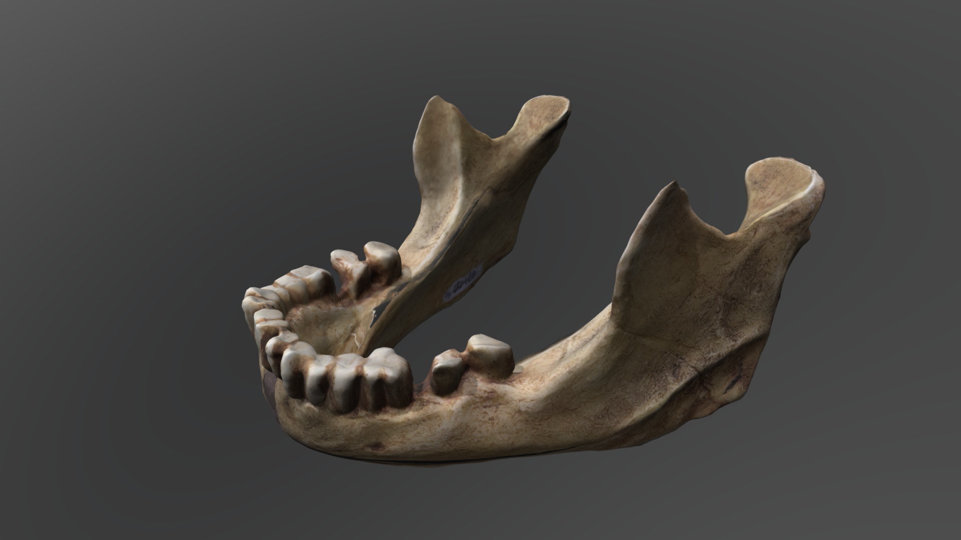 Homo neanderthalensis Mandible (La Ferrassie 1) - 3D model by ...