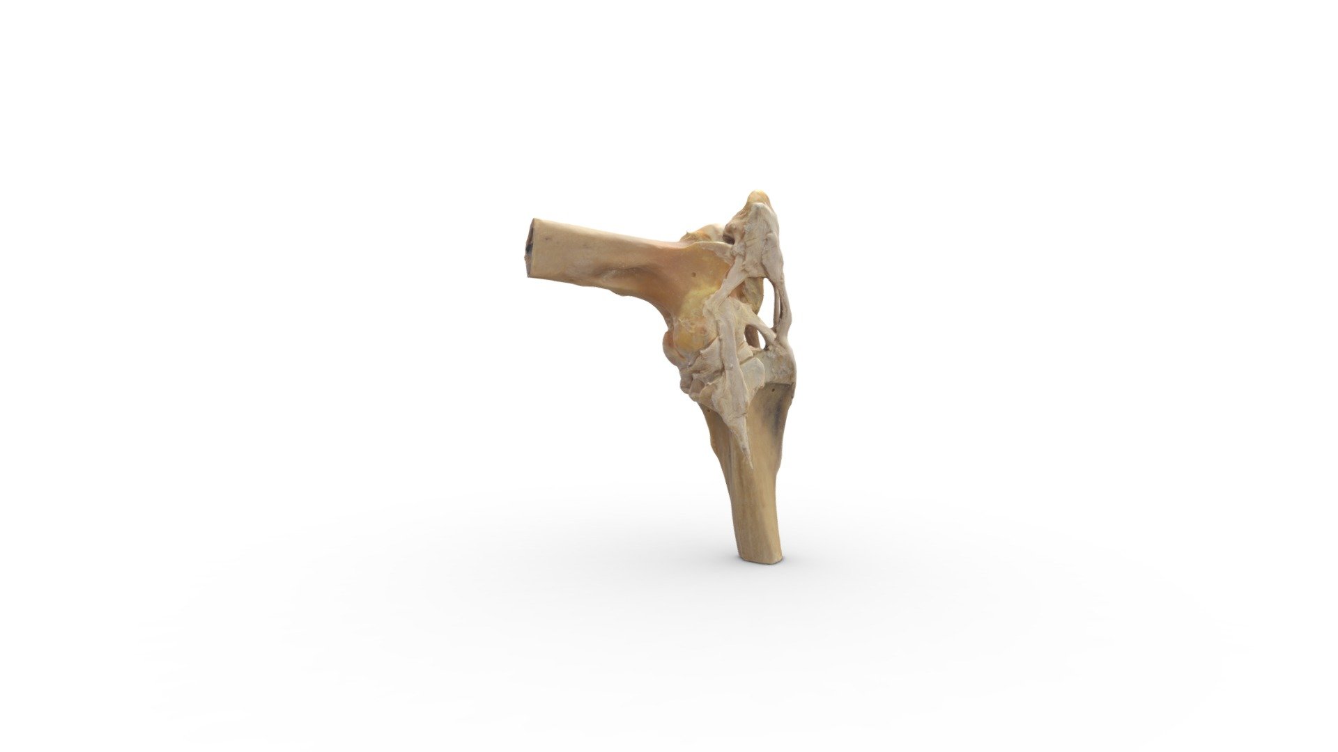 rodilla caballo extendida - 3D model by esculturarte [17d5f25] - Sketchfab