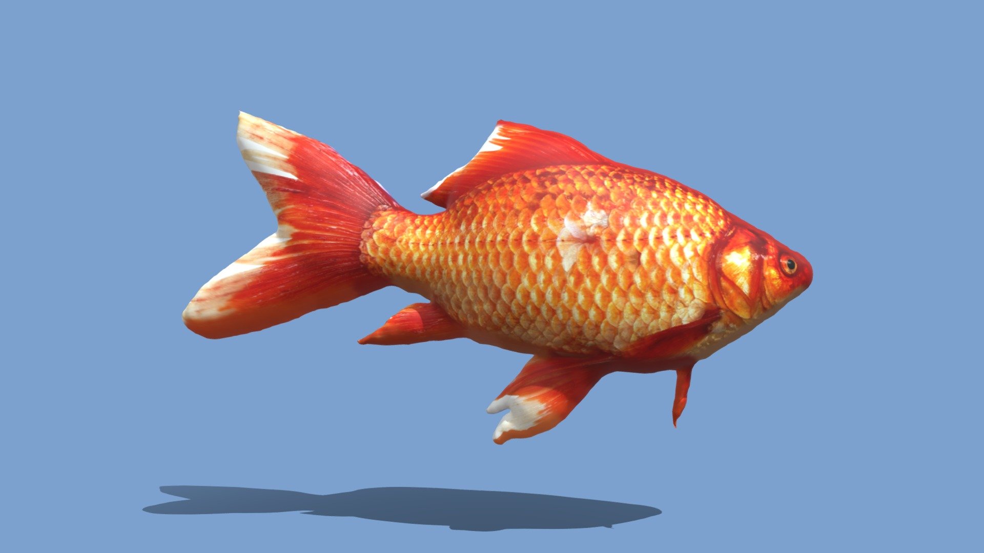 Fish - 3D model by sitifatimah26 [17d712e] - Sketchfab