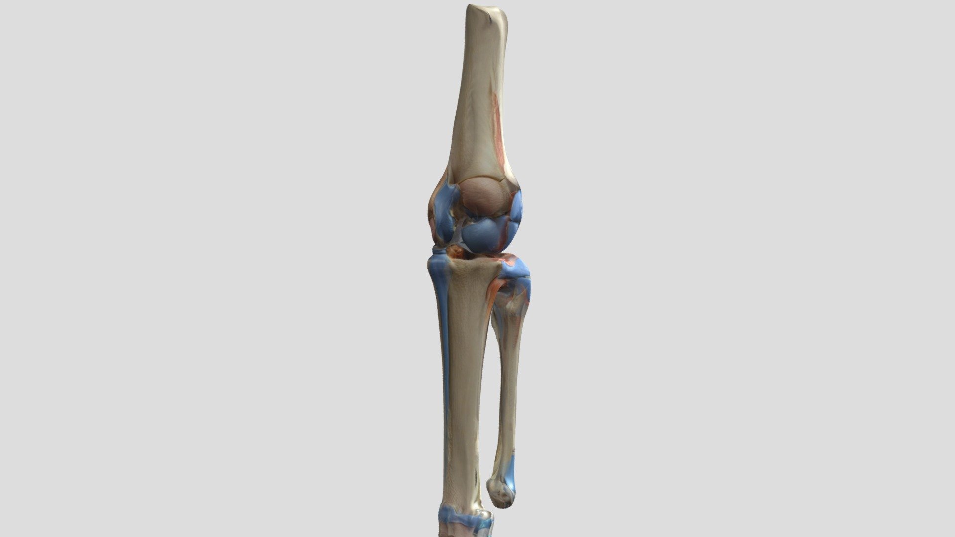 SYNOVIAL_knee_joint__1218123914_texture - 3D model by kevin280123 ...