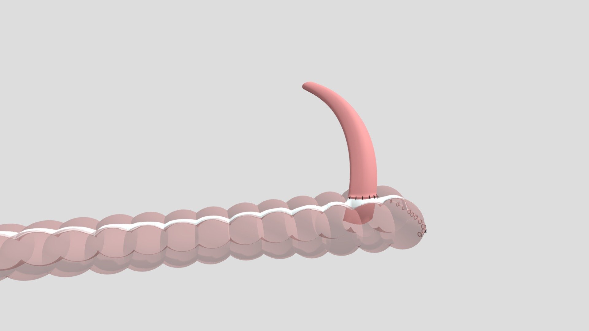 Visible inside version of intestine - 3D model by Dilshod27 [17d94b7 ...