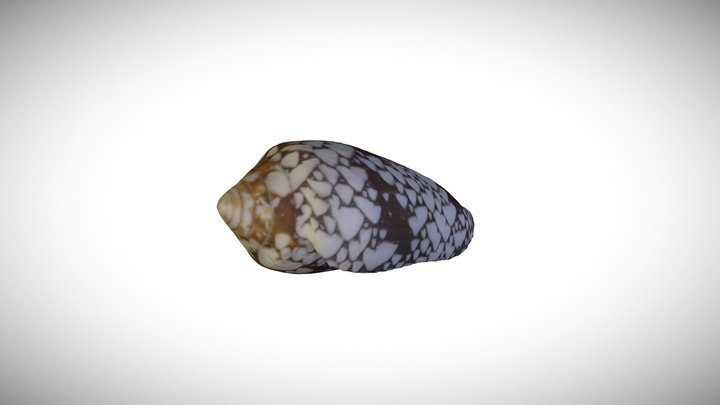 Cone-snail 3D models - Sketchfab