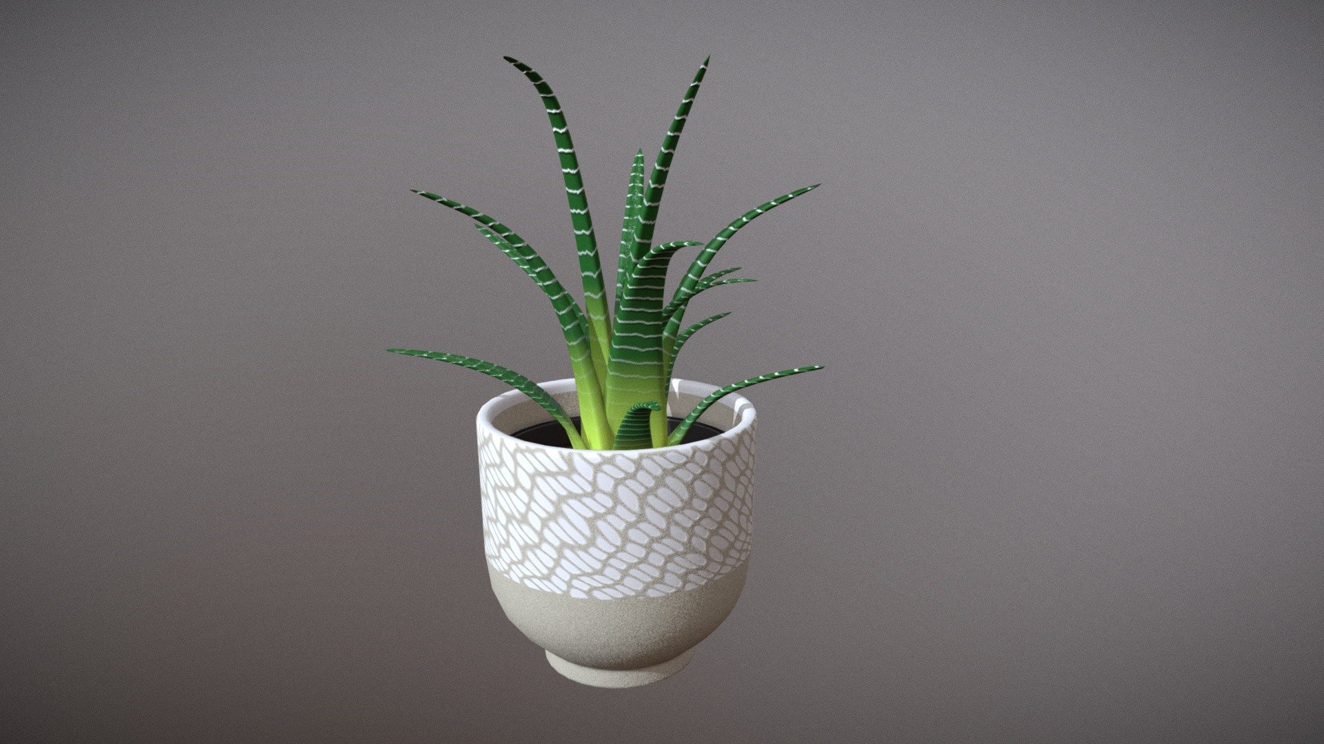 Succulent Pot Plant - Buy Royalty Free 3D model by jawbla101 [17dde3f ...