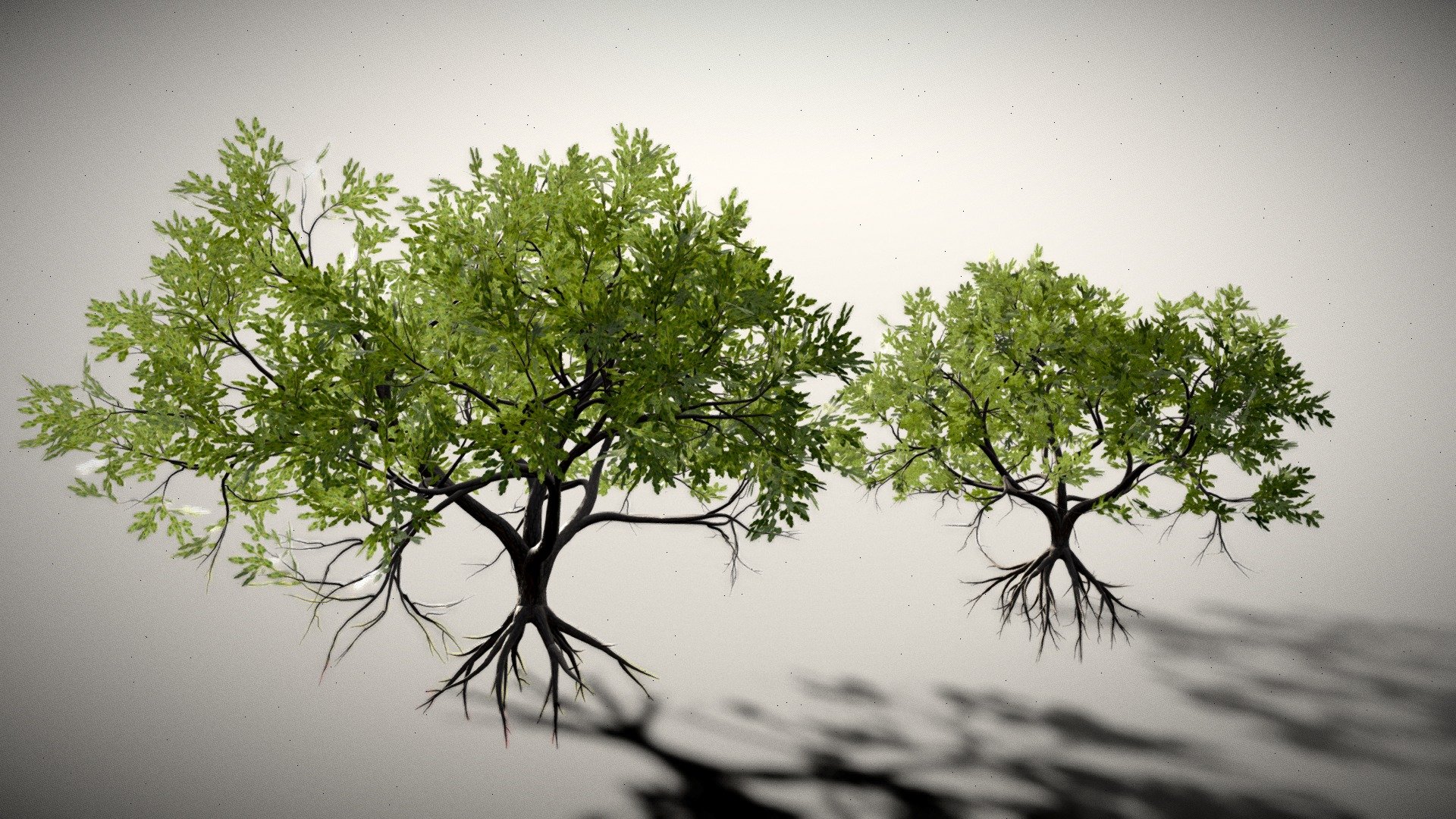 Oak Tree Collection (9 variations) - Buy Royalty Free 3D model by ...
