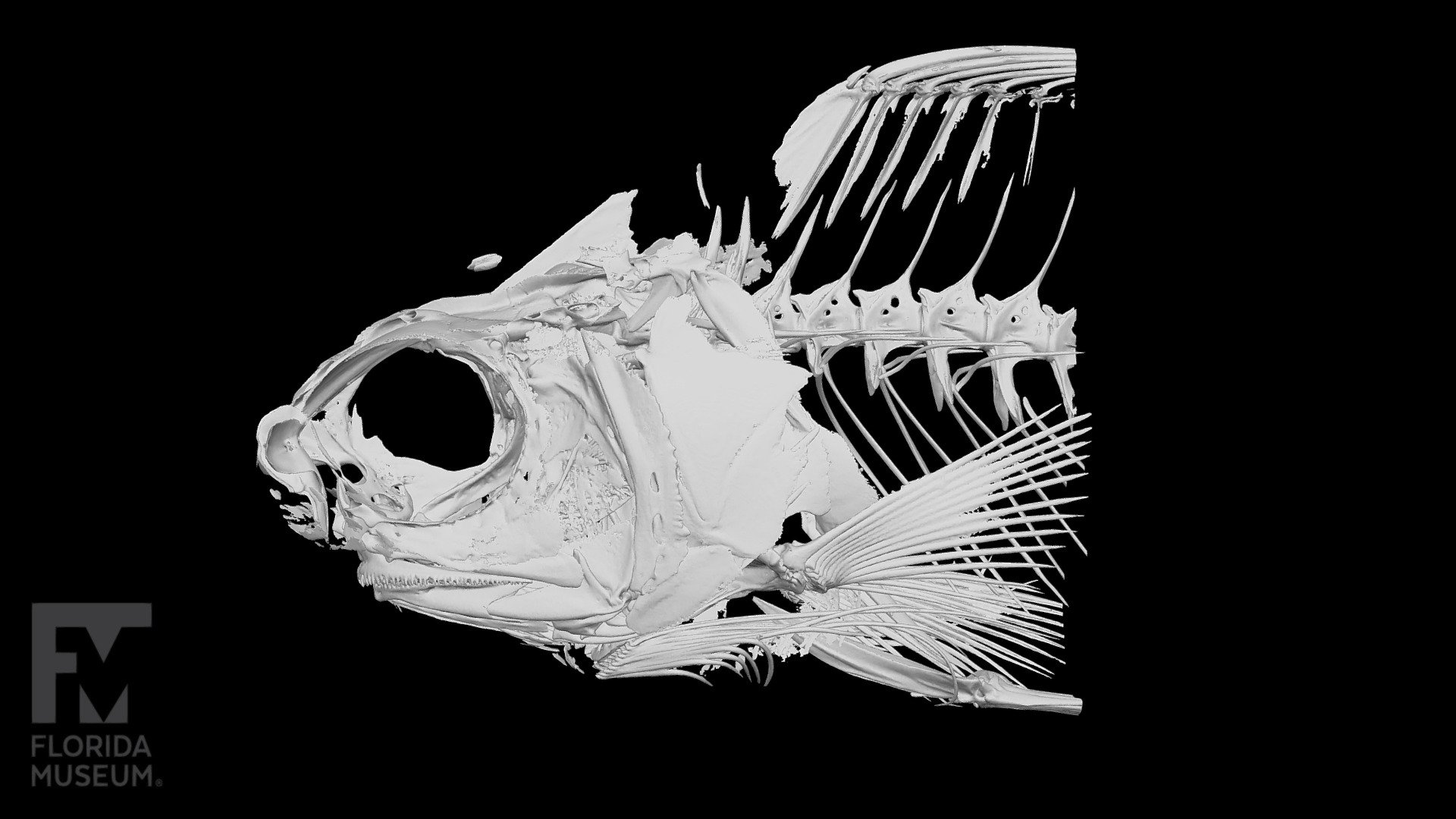 Lesser African Threadfin CT Scan, Polynemidae - 3D model by ...