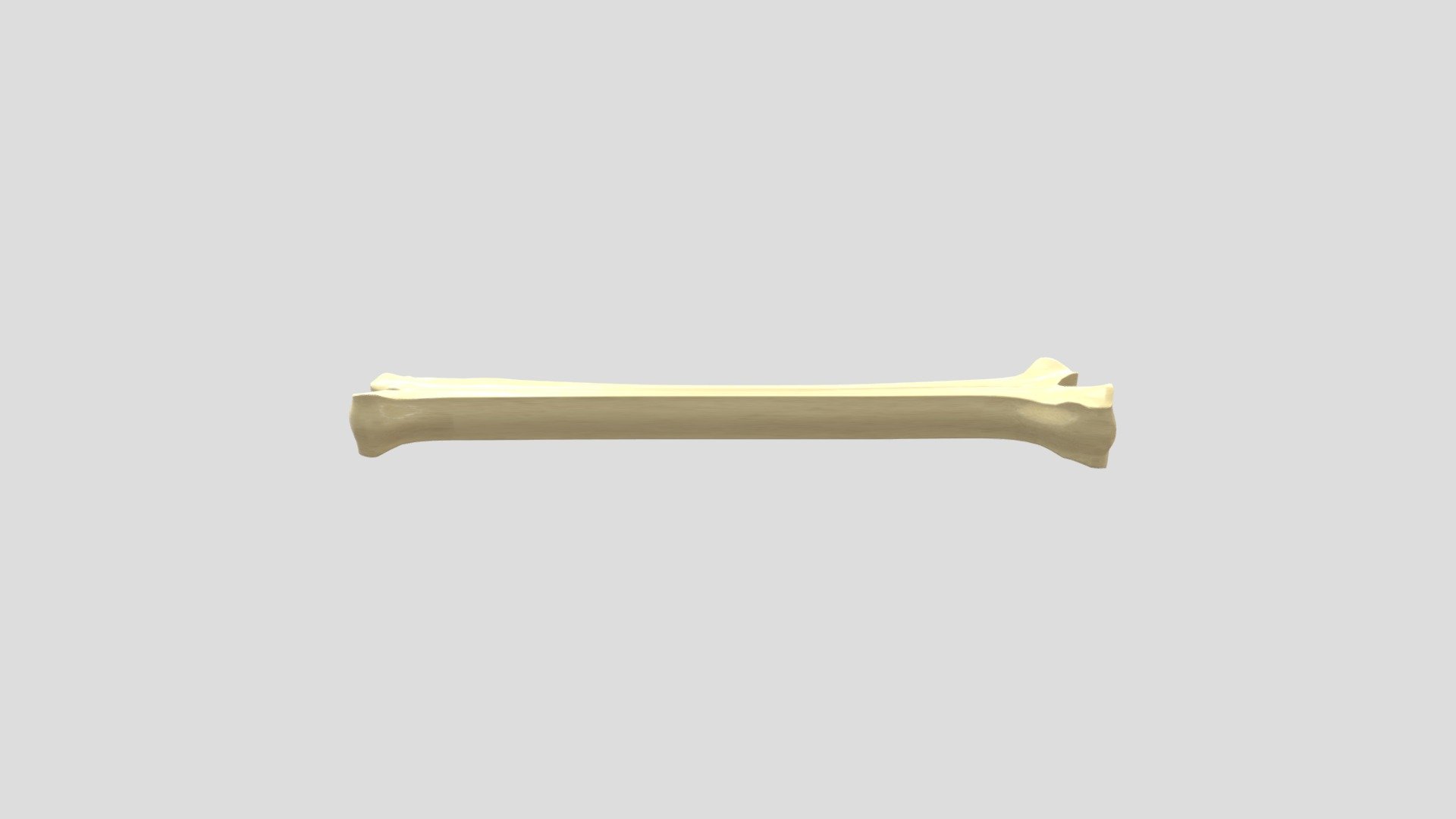 Bone - Download Free 3D model by kevintessicini [17e5b48] - Sketchfab
