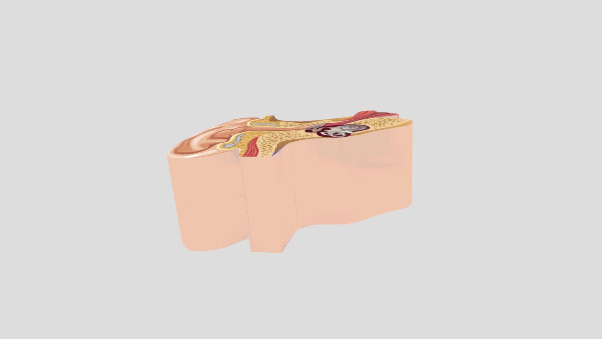 bagian-bagian_telinga - Download Free 3D model by hafshahdea [17eab87 ...