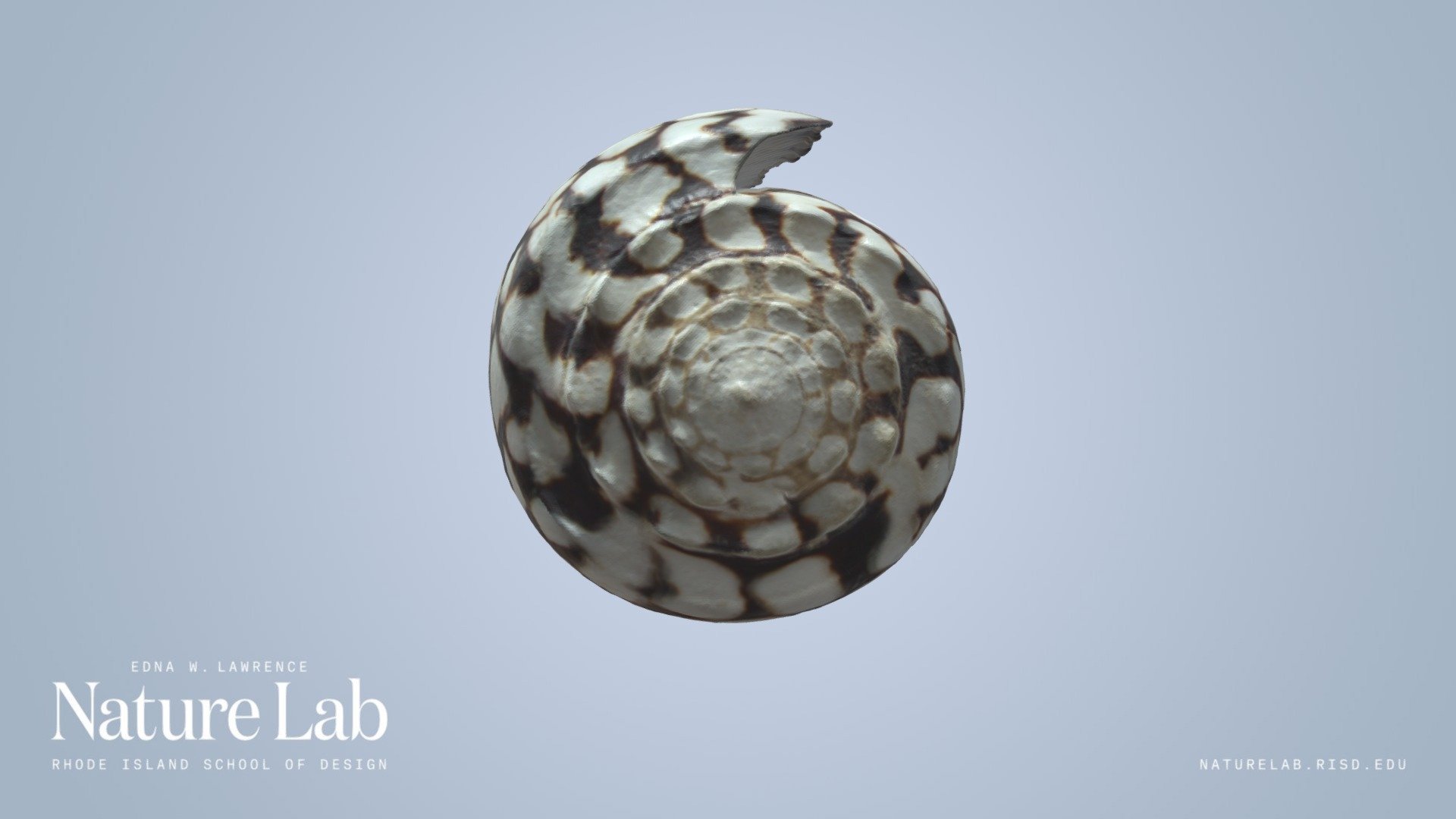 Marbled Cone Shell (large) - Download Free 3D model by RISD Nature Lab ...