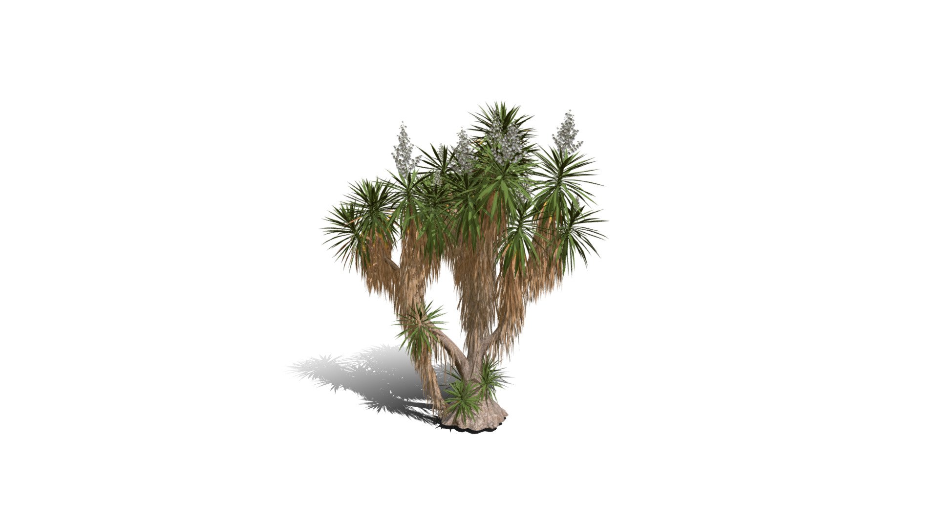 Realistic HD Spineless yucca (14/30) - Download Free 3D model by ...
