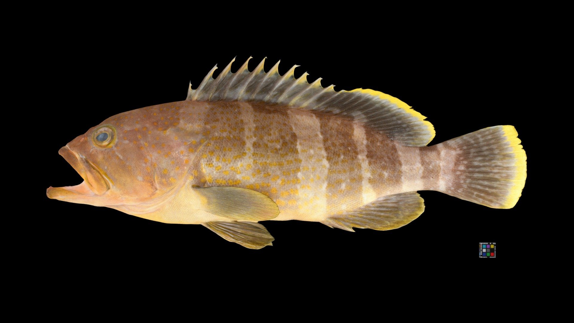 CC0 アオハタ 🐟 Yellow Grouper, Epinephelus awoara - Download Free 3D model ...