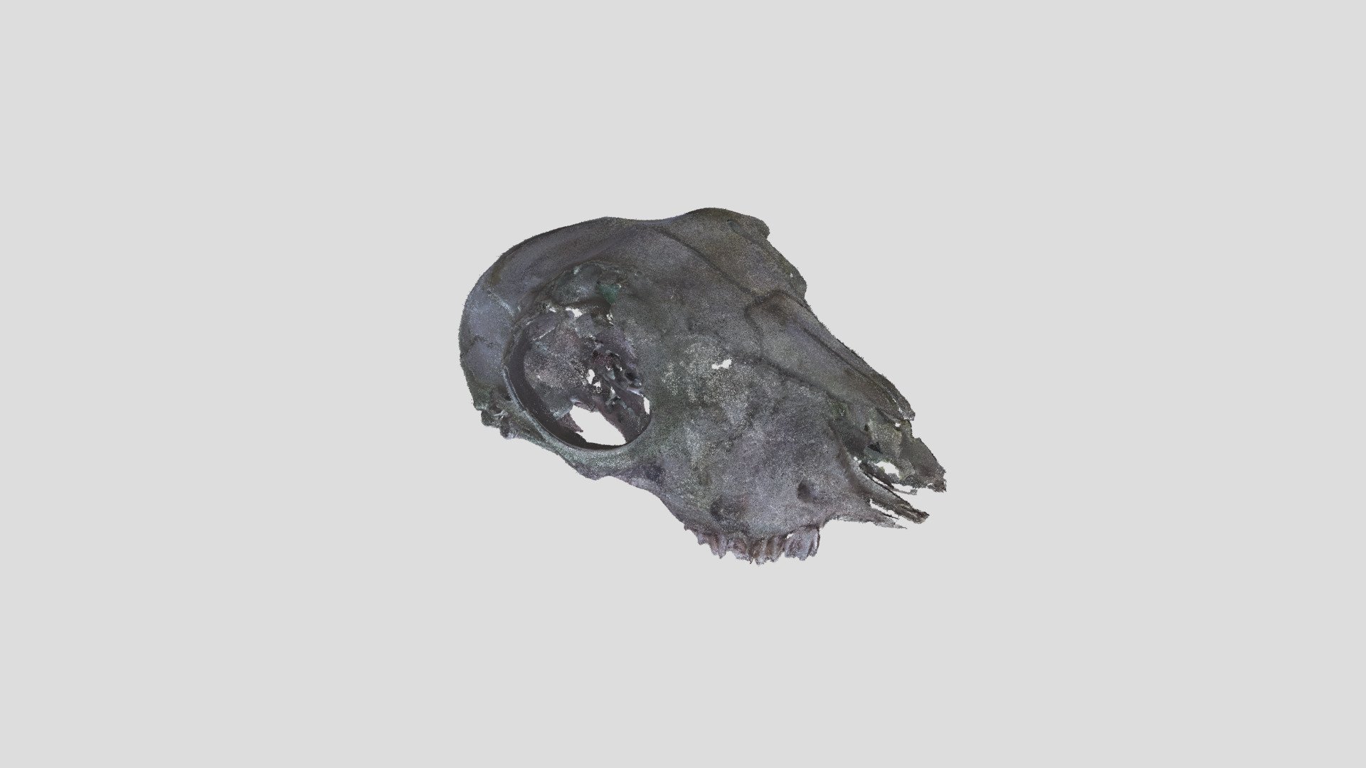 Sheep (Ovis aries) Small Cranium - colour - Download Free 3D model by ...