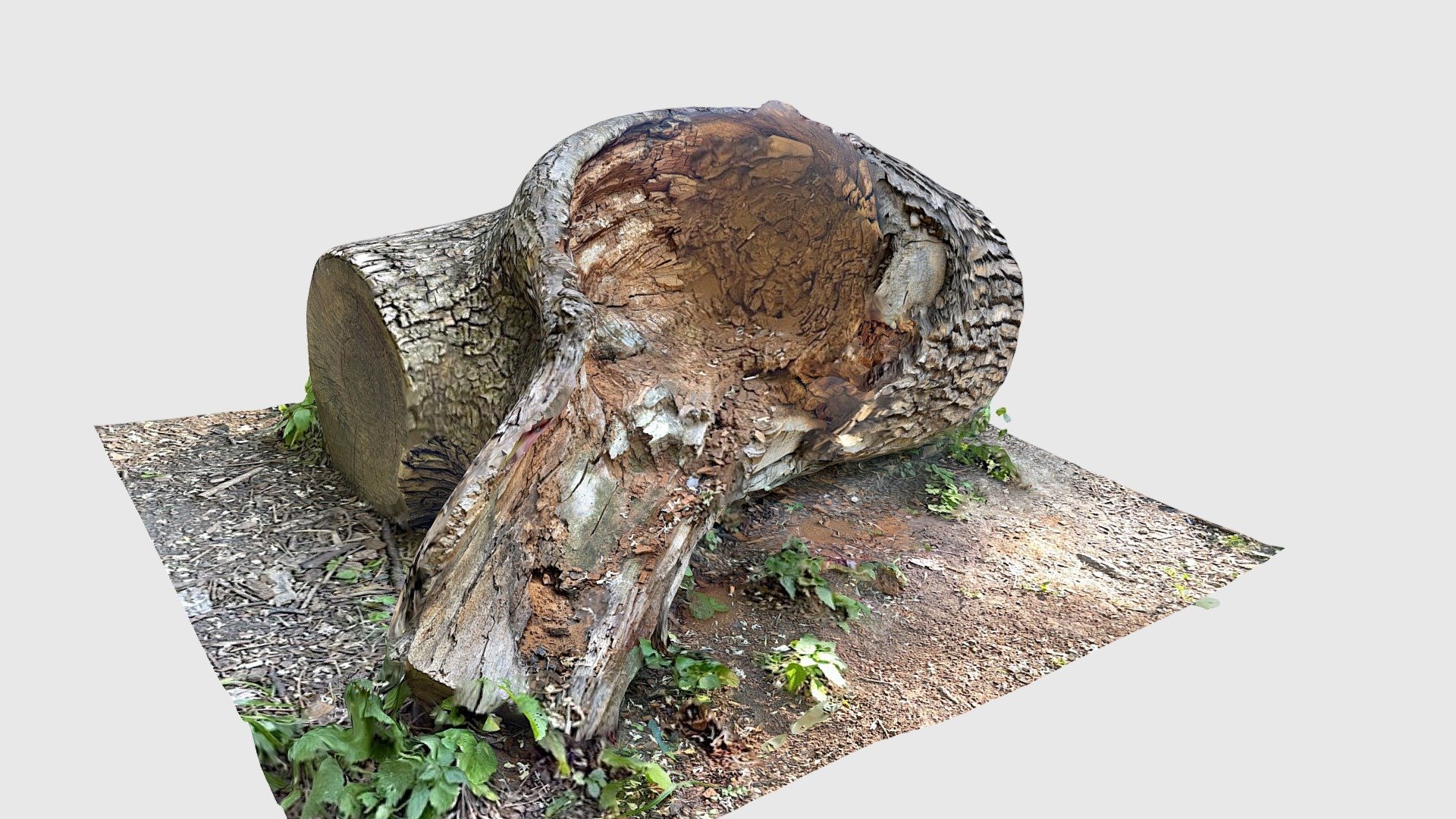Tree trunk 04 - Download Free 3D model by yaro.pro [17fcbeb] - Sketchfab