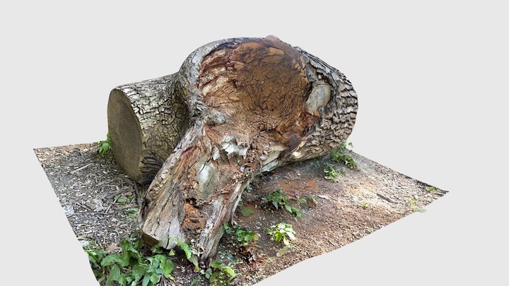 Fallen-tree 3D models - Sketchfab