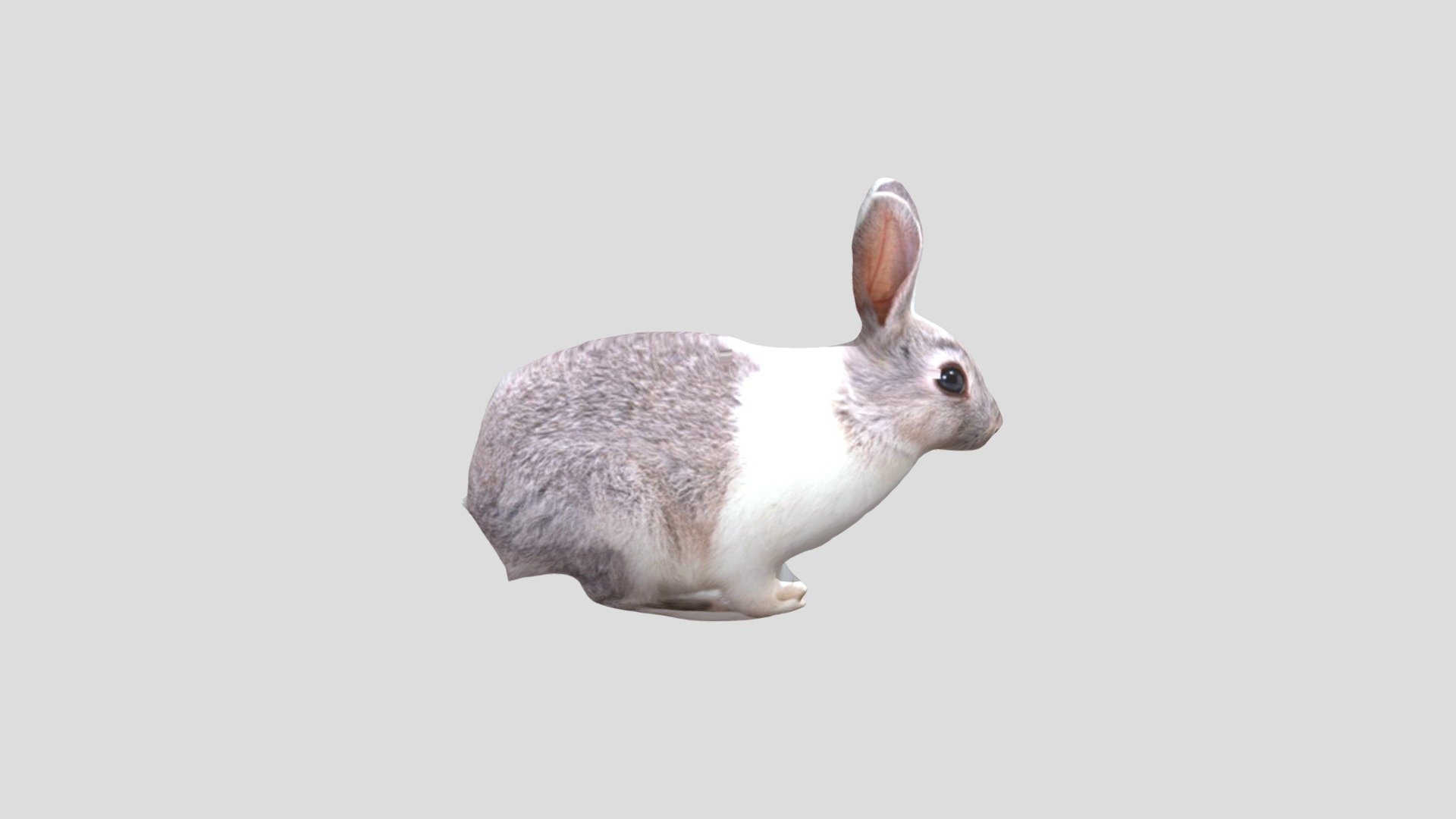 rabbit - 3D model by chinggg (@hsiutzuching) [1800831] - Sketchfab