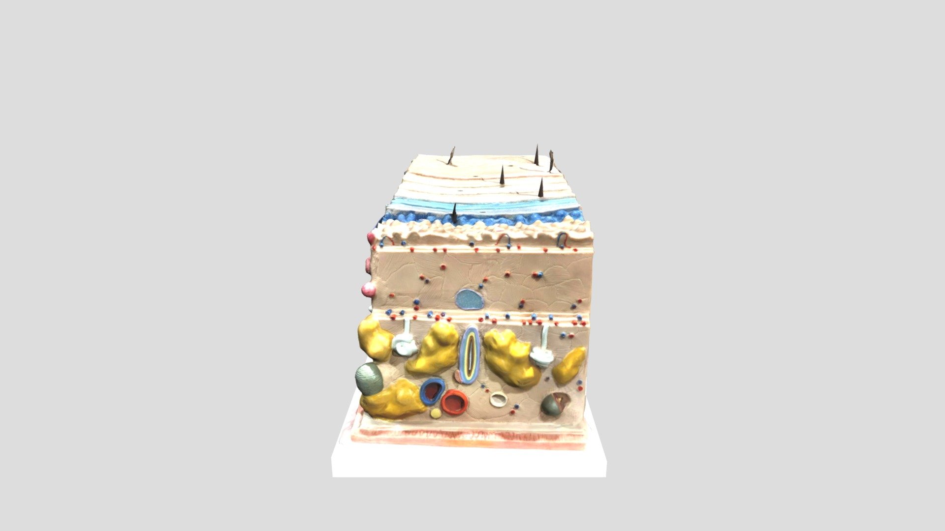 Integumentary System - 3D model by virtual_lab [180664f] - Sketchfab