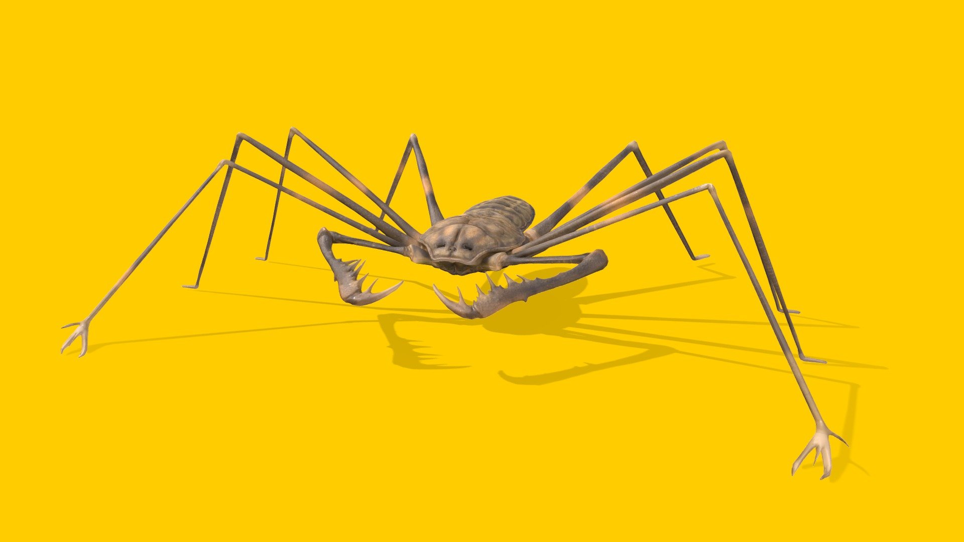 Mexican Cave Spider - 3D model by Terizmeh [180d494] - Sketchfab
