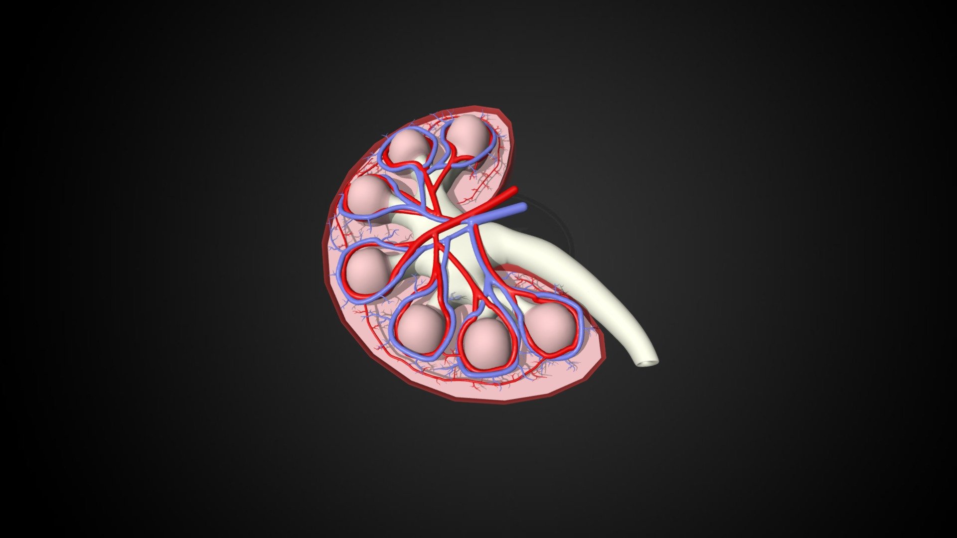 Kidney Model - 3D model by iqcenter [180fc27] - Sketchfab