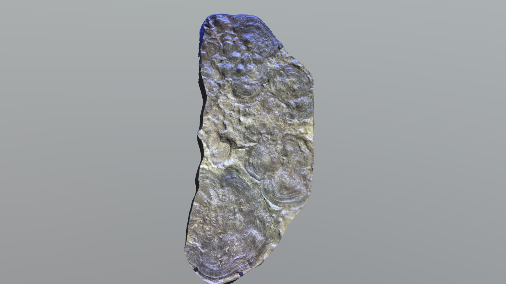 Stromatolithe fossile - Download Free 3D model by Tavernier Amaury ...