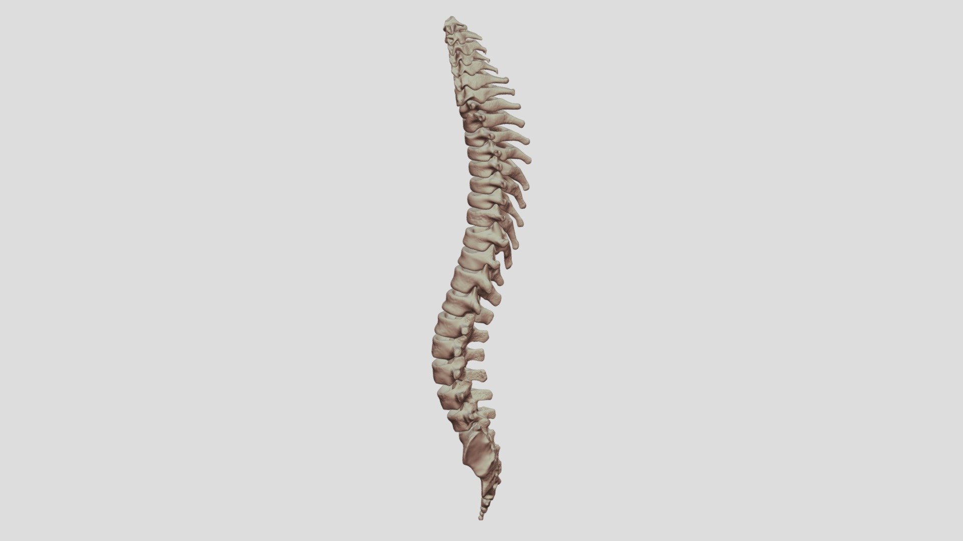 Vertebral Column without Cartilage - 3D model by Digital Ecorche ...
