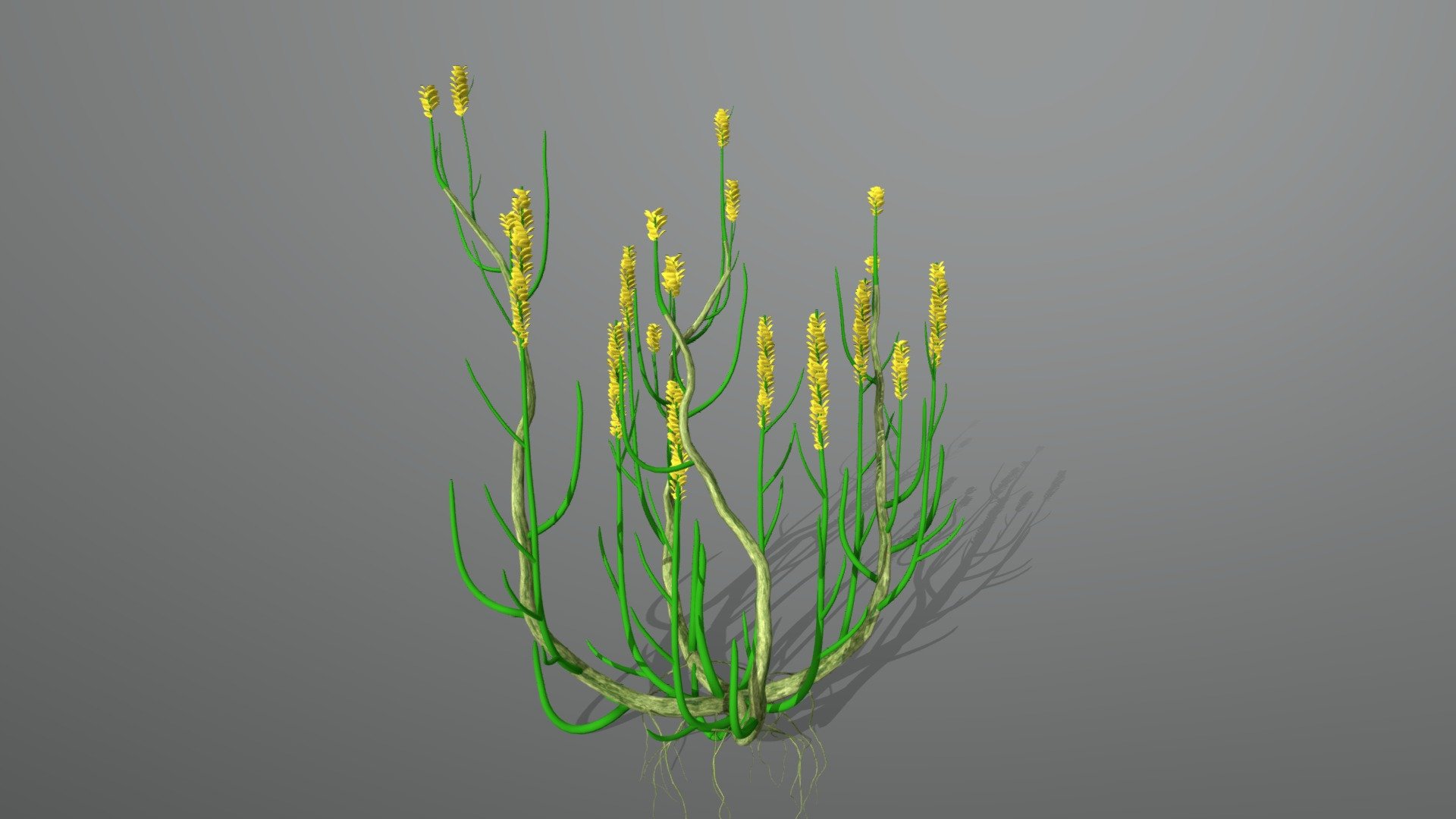Zosterophyllum - 3D model by Paleobiome [18159e2] - Sketchfab