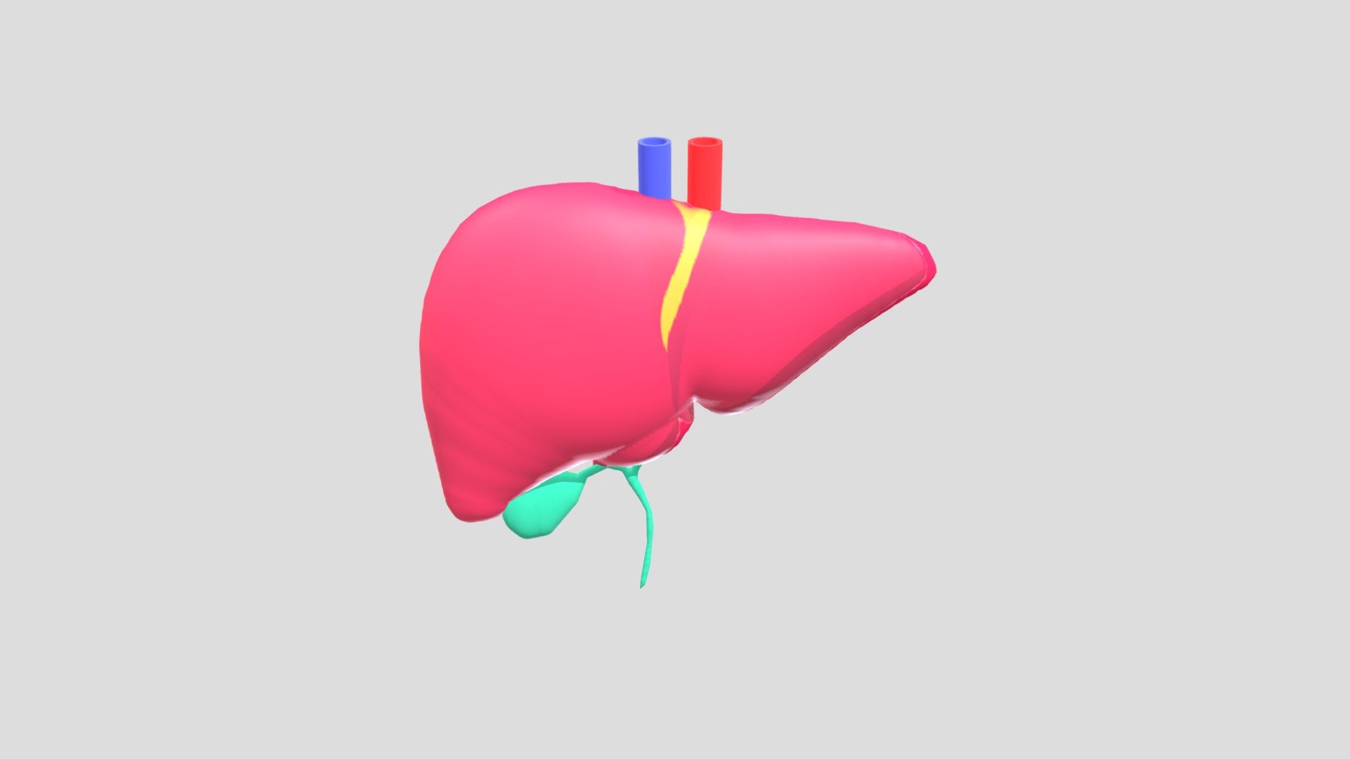 LIVER - Download Free 3D model by habib.ibn.masduq [1815caf] - Sketchfab