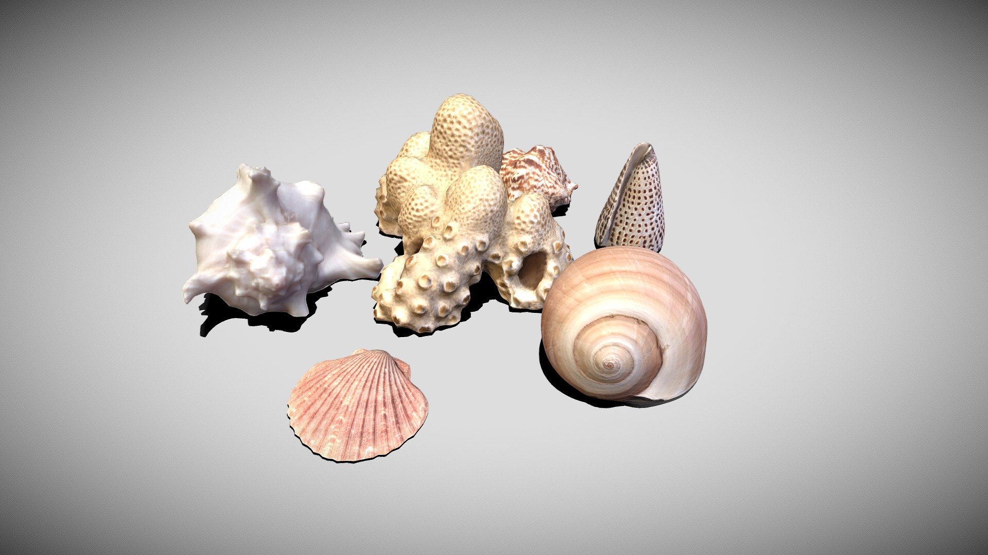 Real Time Ready seashells scan - Download Free 3D model by shaunwho ...