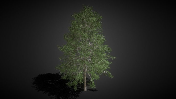 Forest-tree 3D models - Sketchfab