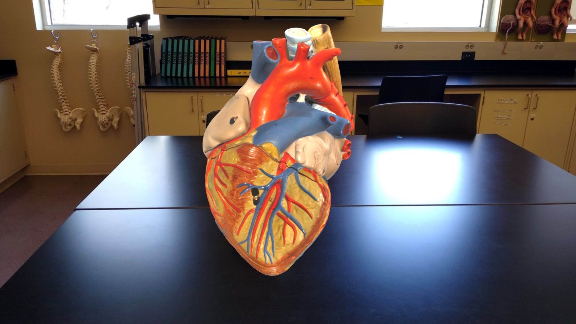Human heart model - coronary vessels - 3D model by Dr. Alex Cheroske ...