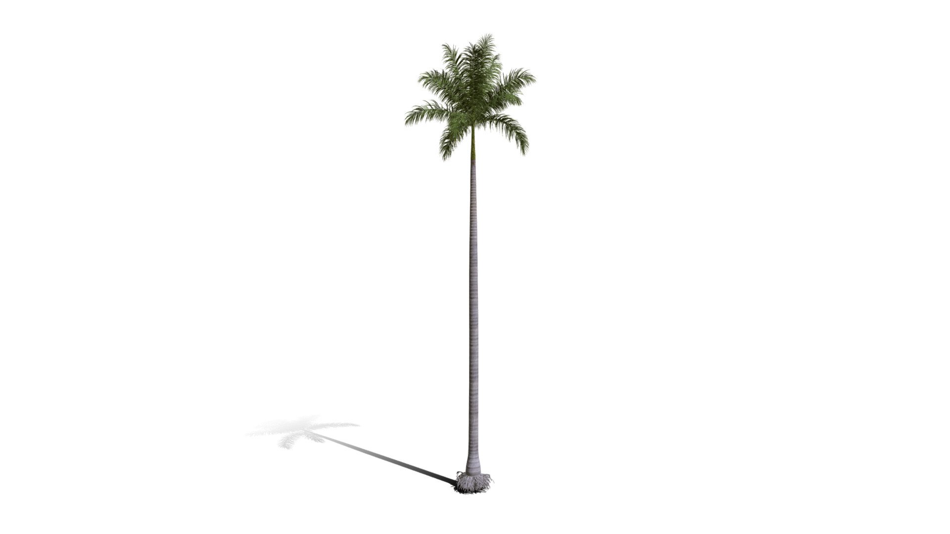 Realistic HD Royal palm (10/25) - Download Free 3D model by ...