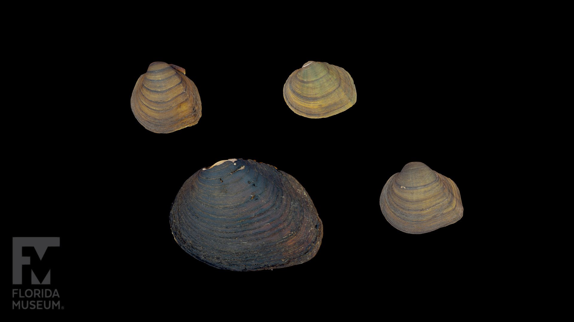 Fusconaia flava Species Diversity - 3D model by FloridaMuseum [181cd0d ...