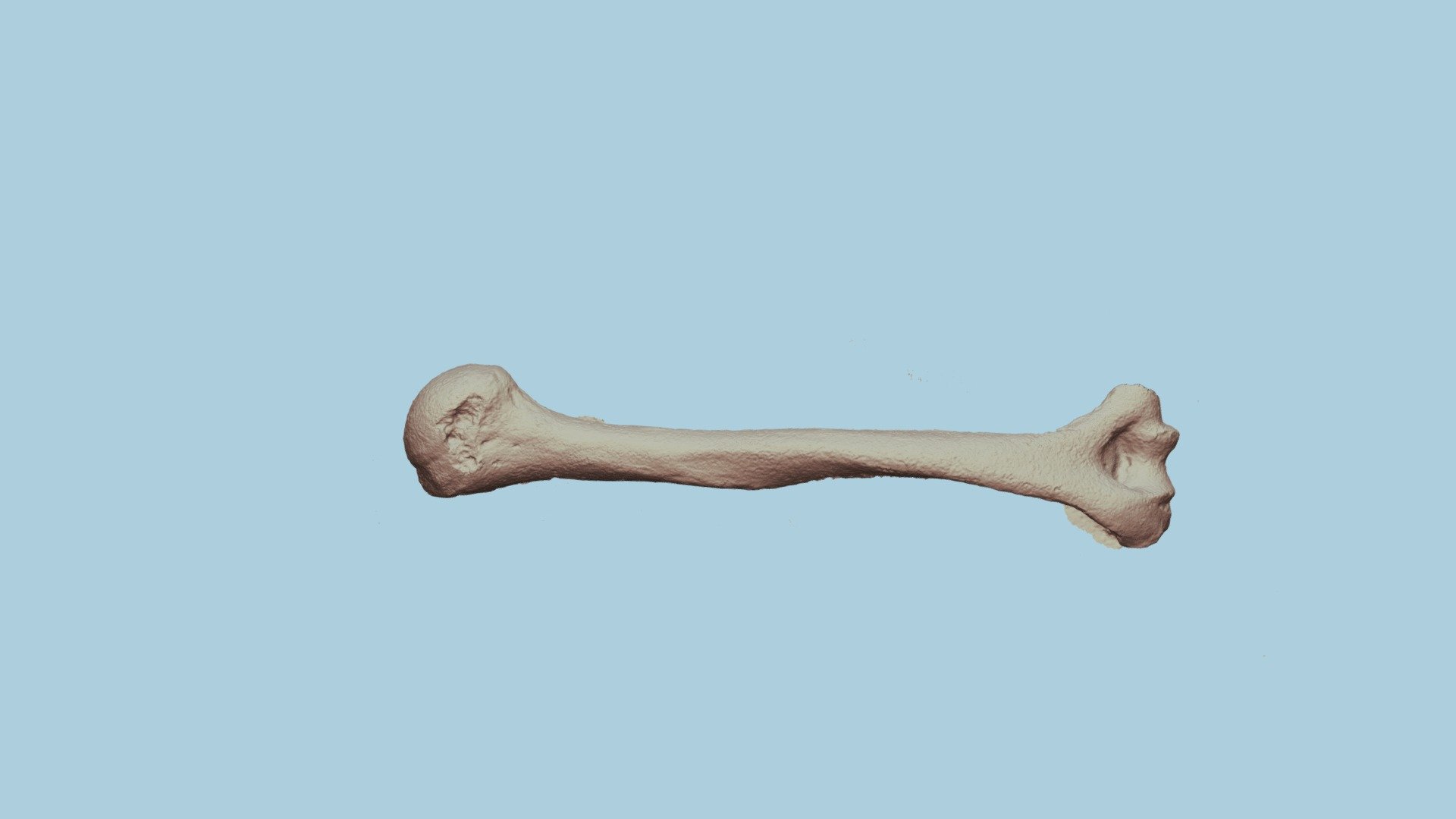 Humerus - 3D model by gossipgirlies [181dfc3] - Sketchfab