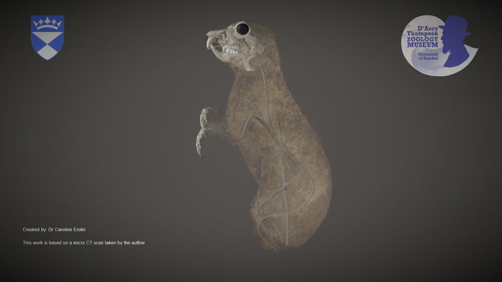 Prairie-dogs 3D models - Sketchfab