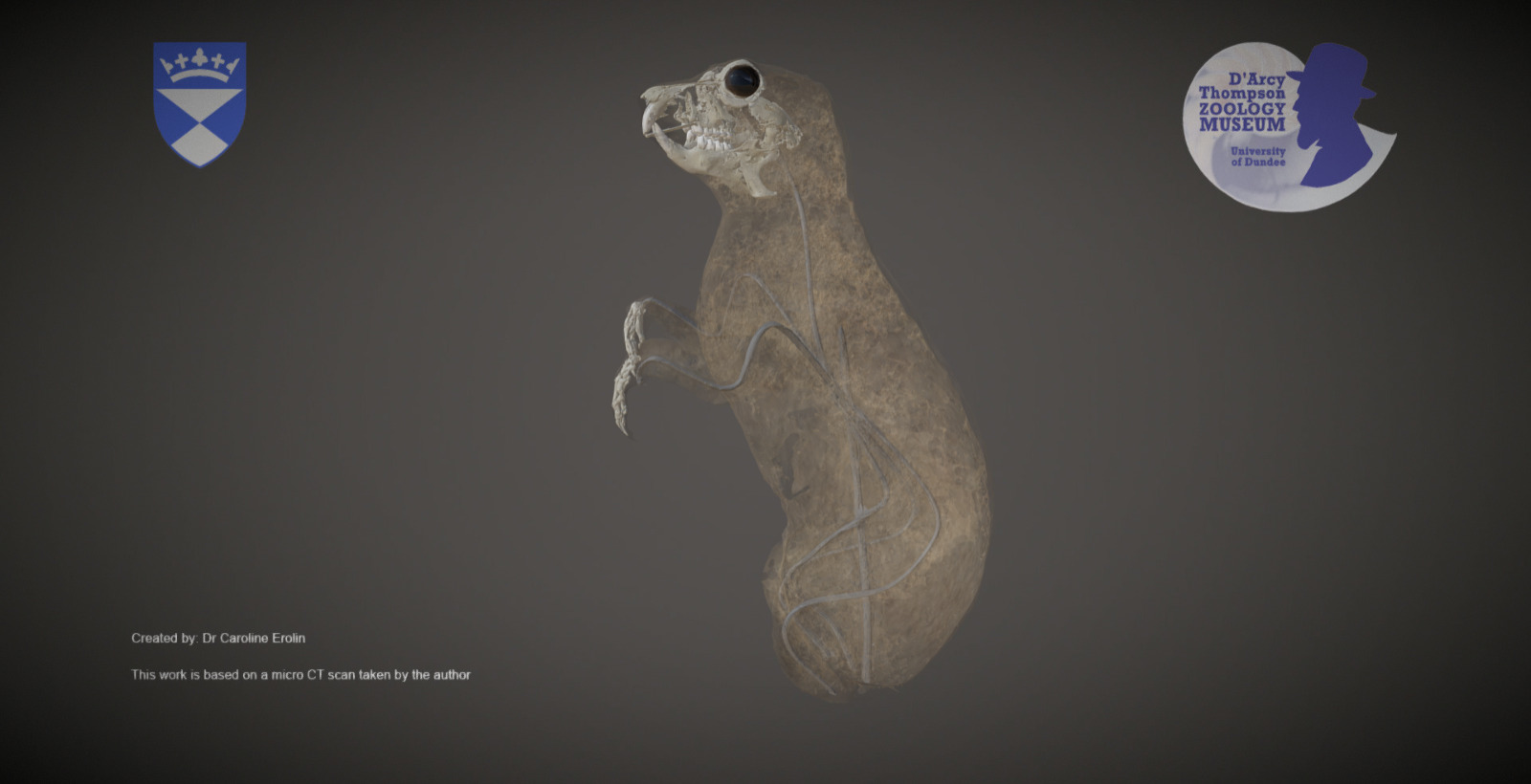 Prairie Dog - Download Free 3D model by University of Dundee Museum ...