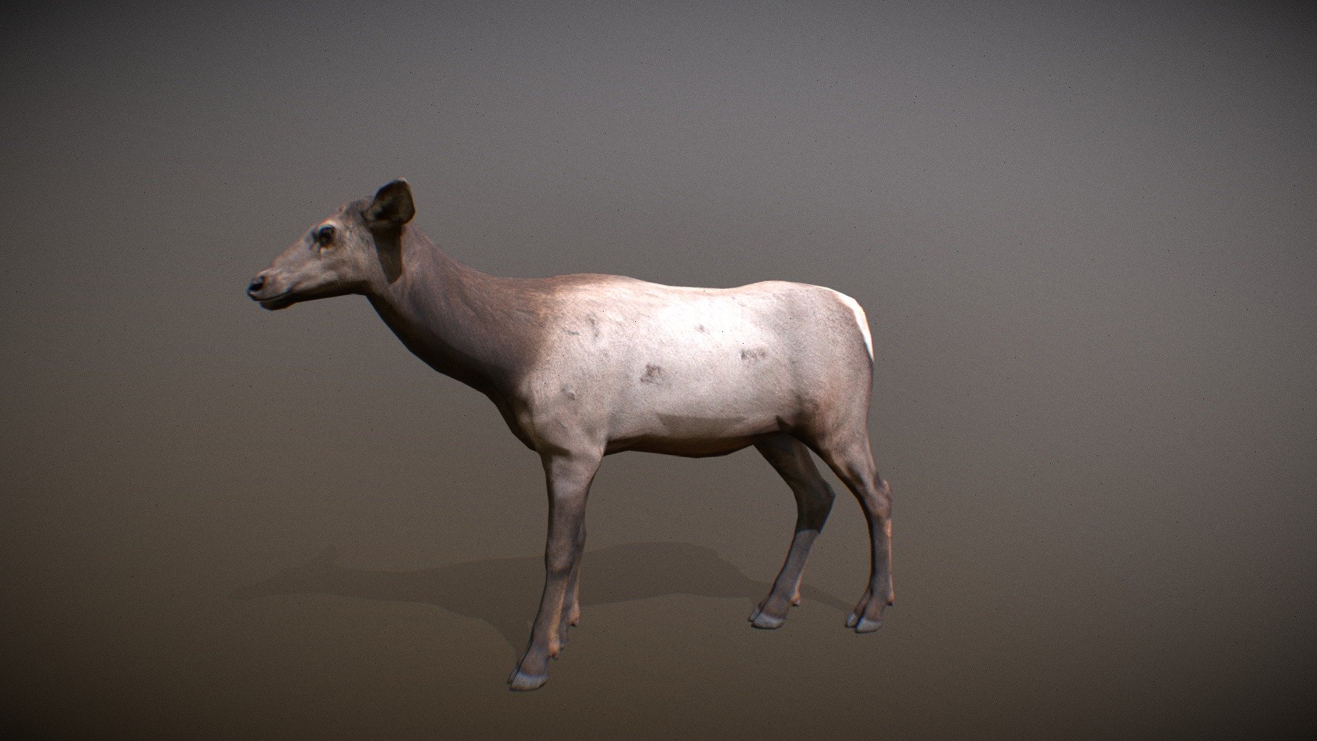 Animalia - Elk (female) - 3D model by GiM (@GamesInMotion) [181fb94 ...