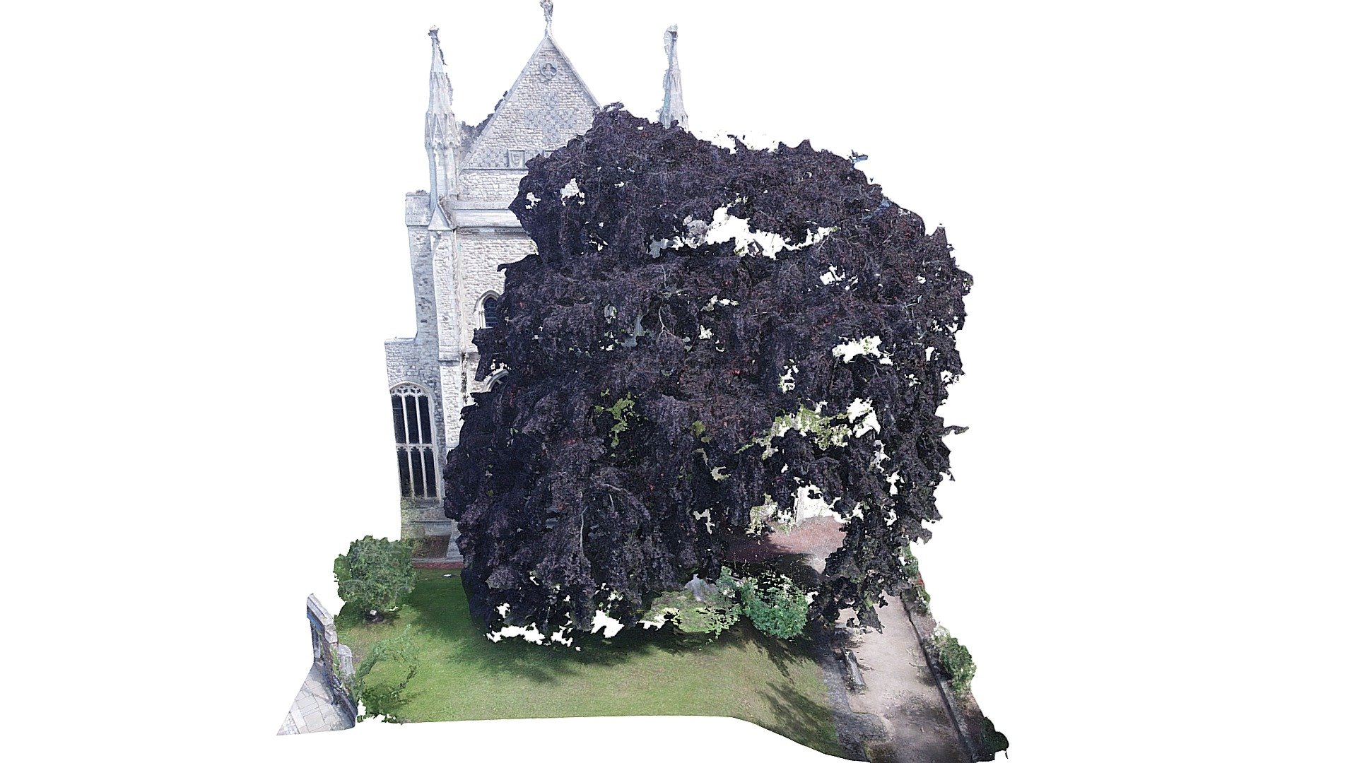 Copper Beech tree - 3D model by Rochester Cathedral ...