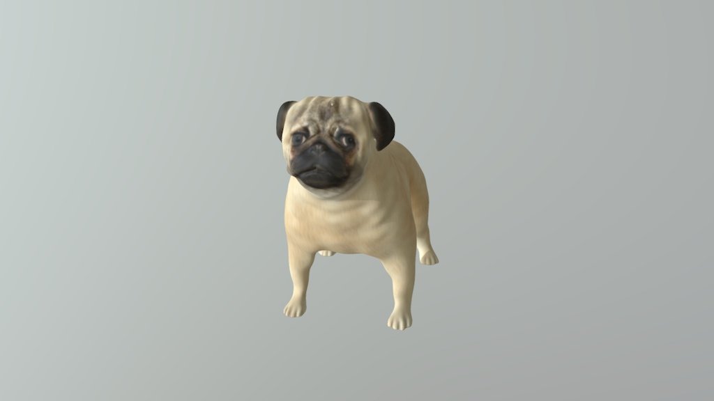 Pug - 3D model by miniyou [1824b46] - Sketchfab