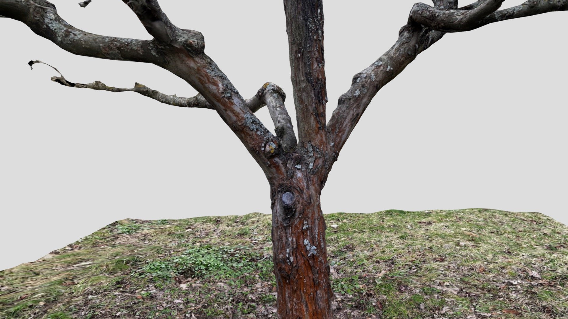 Apple tree and branches - Download Free 3D model by ScanMe [182669c ...